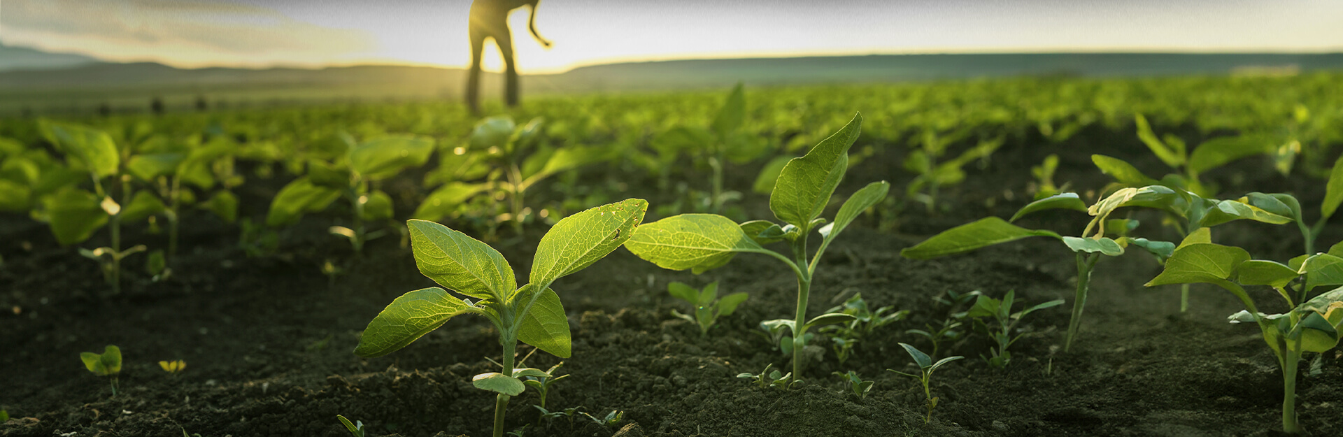 One seed, One responsibility.-Known-You Seed