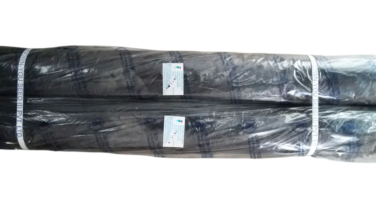 White, 1.2M × 400M-Known-You Seed India