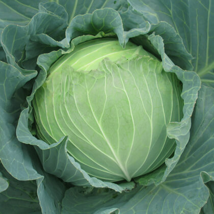 Cabbage-Products-Known-You Seed
