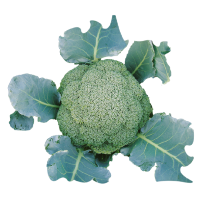 Basanti-Known-You Seed India