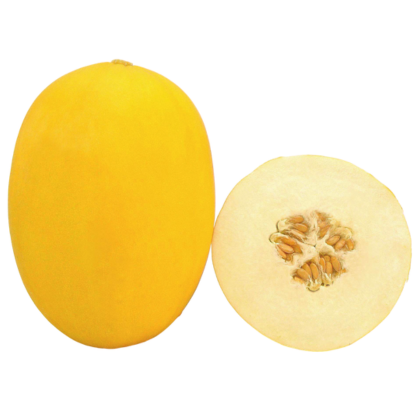 Kohinoor-Known-You Seed India