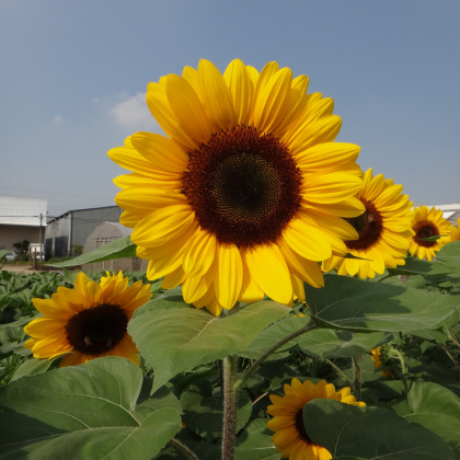 Miro Orange With Black Center-Known-You Seed India