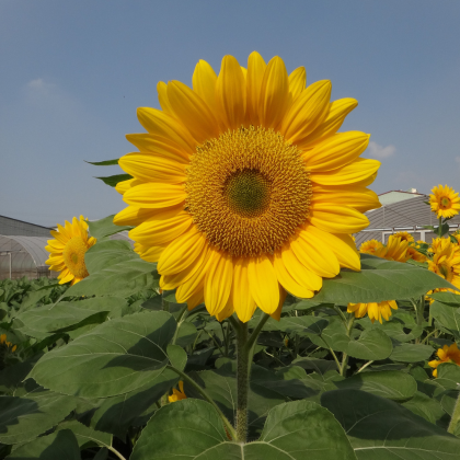 Miro Orange With Green Center Imp.-Known-You Seed India