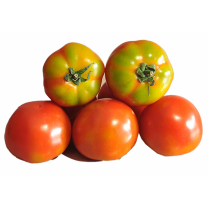 Moulya-Known-You Seed India