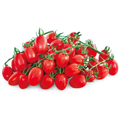 Sun Jewel-Known-You Seed