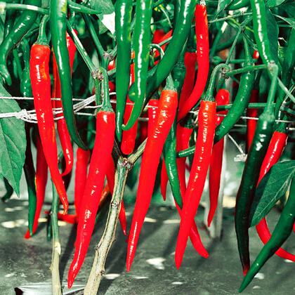 Long Chili-Known-You Seed