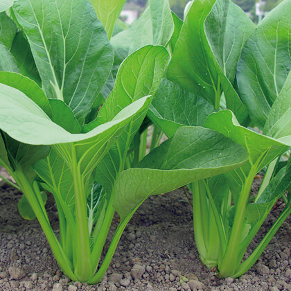 May Song-Known-You Seed