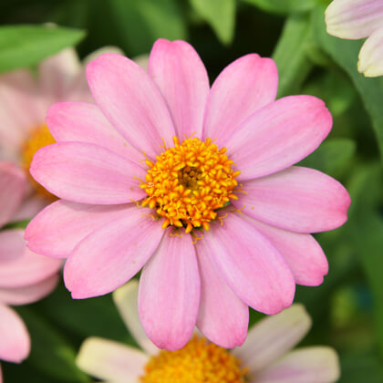 Summer Time (Coral rose)-Known-You Seed