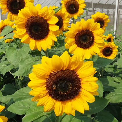 Miro(Orange with black center)-Known-You Seed